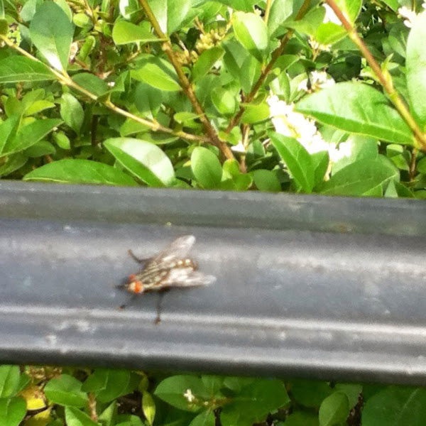 Housefly | Project Noah