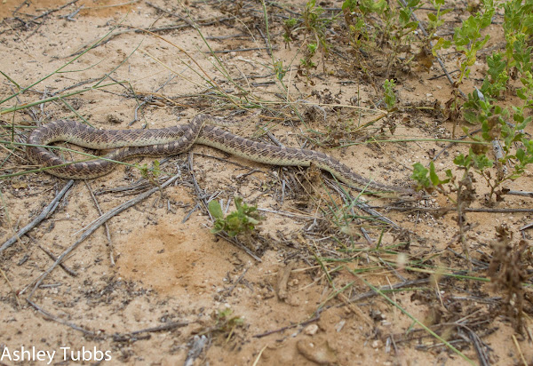 Glossy Snake | Project Noah