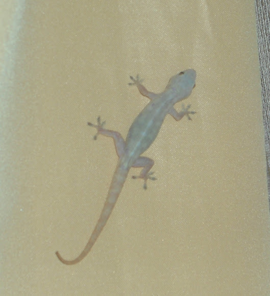 Four-clawed gecko | Project Noah