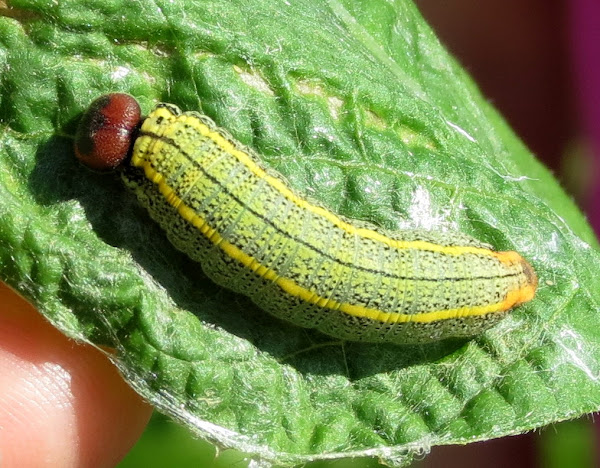 Long-Tailed Skipper Caterpillar | Project Noah