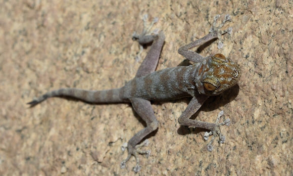 Egyptian Fan-Toed Gecko | Project Noah
