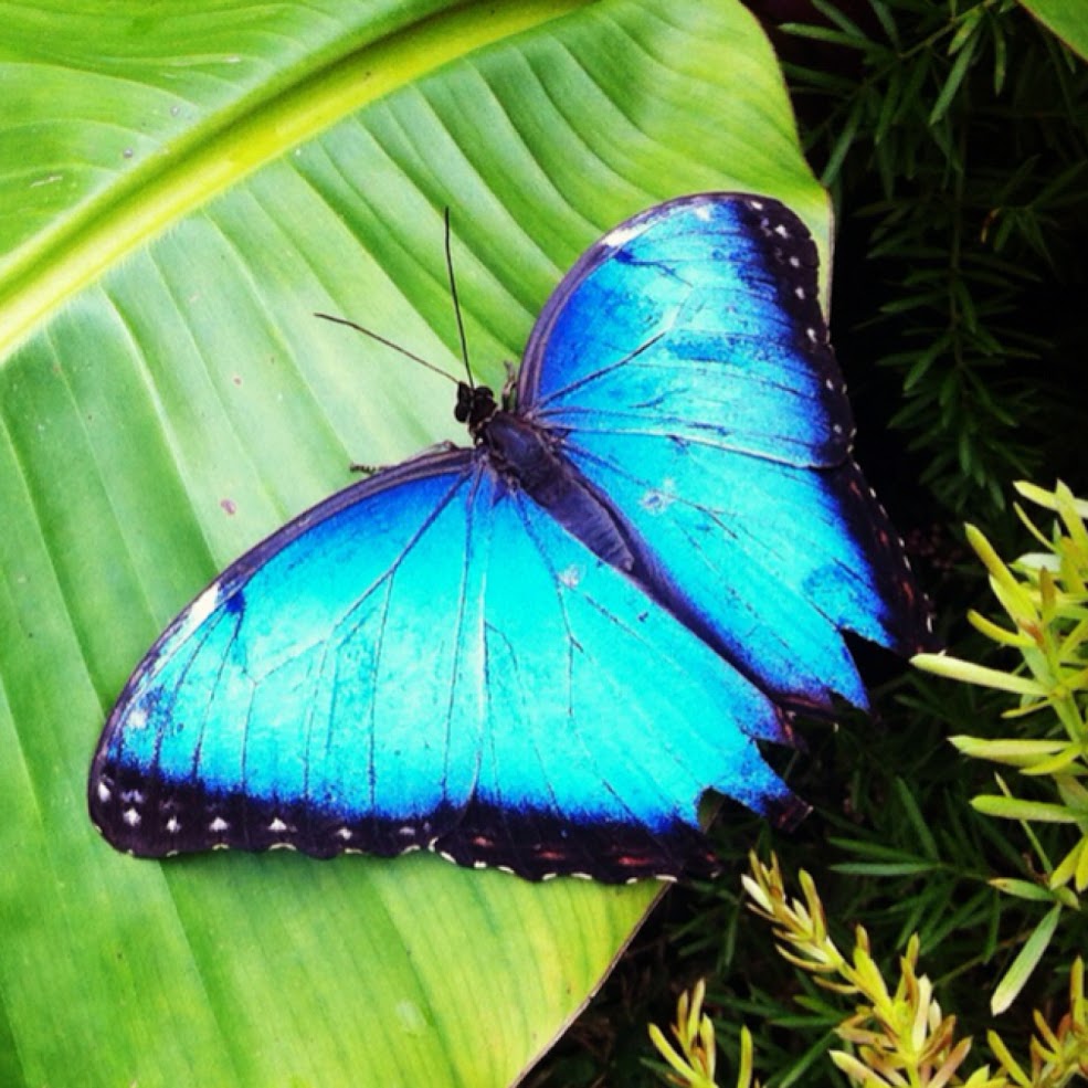 Redirecting to https://projectnoah.org/spottings/morpho-butterfly-6