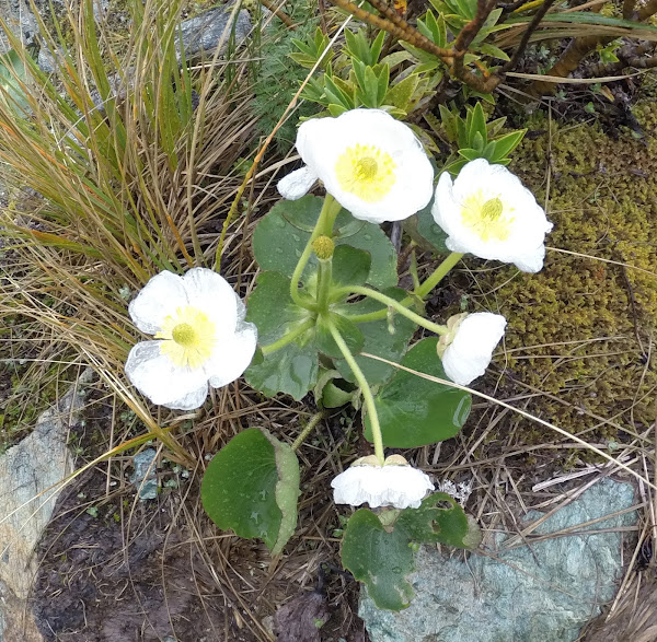 Mt Cook Lily / Giant Mountain Buttercup | Project Noah