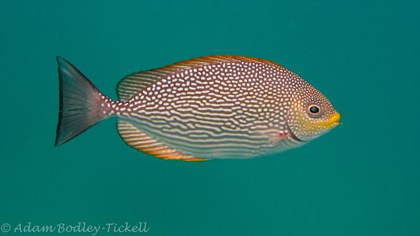 Java rabbitfish | Project Noah