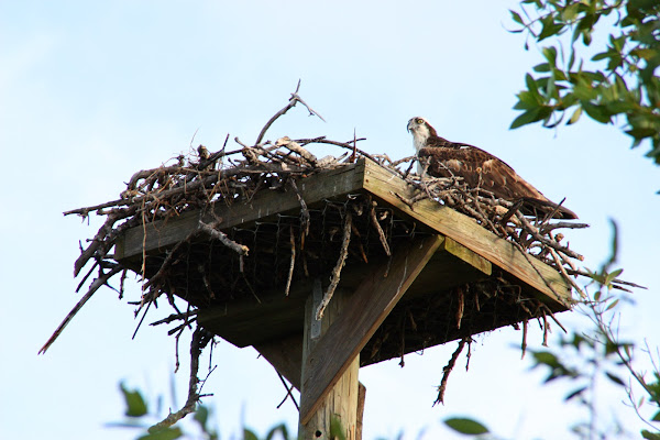 Osprey | Project Noah