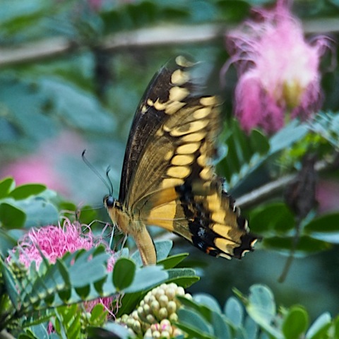 Swallowtail Butterfly | Project Noah