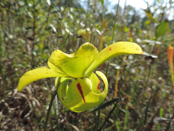 Yellow-winged or Pale Pitcher Plant | Project Noah
