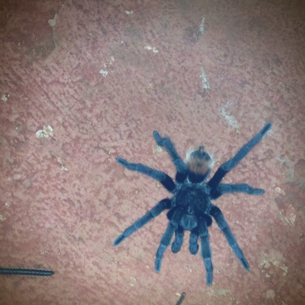 Tarántula cola roja de Yucatan, Yucatan rust rump tarantula | Project Noah