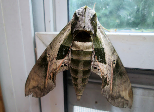 Intermediate Sphinx Moth | Project Noah
