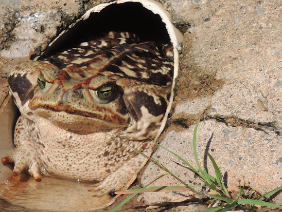 Giant Marine Toad/Cane Toad | Project Noah