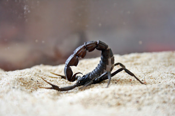 Black fattail scorpion | Project Noah