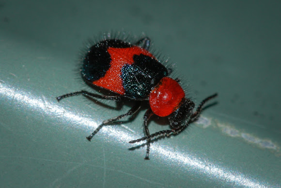 Red and blue beetle | Project Noah