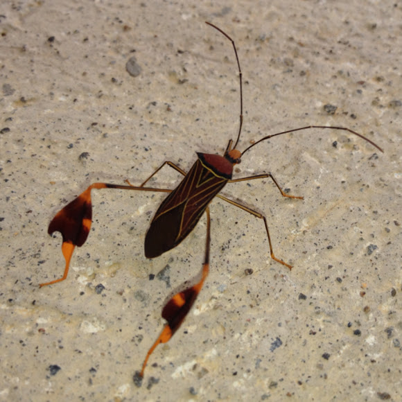 Leaf-footed Bug | Project Noah