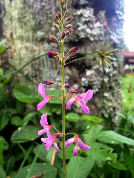 Desmodium | Project Noah