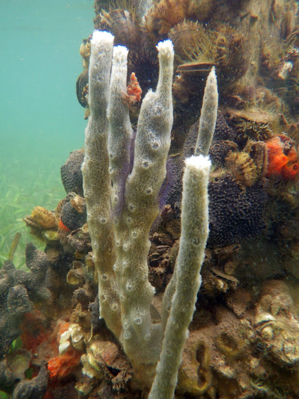 Sponge | Project Noah