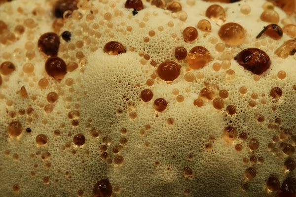 Bleeding Tooth Fungus | Project Noah