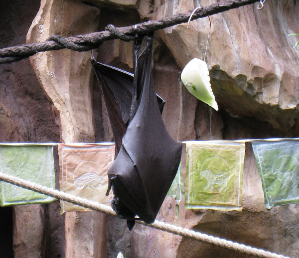 Malayan Flying Fox Bat | Project Noah