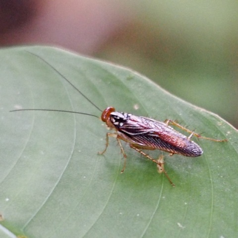 Wasp-mimic Cockroach | Project Noah