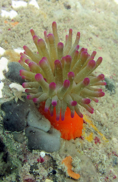 Giant Sea Anemone | Project Noah