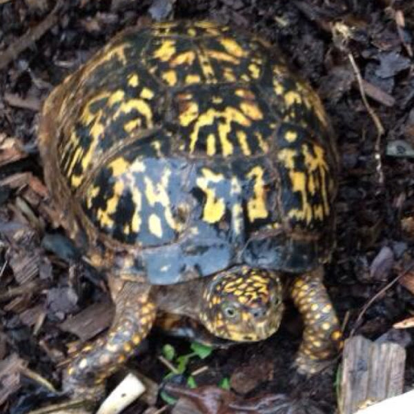 Eastern box turtle | Project Noah