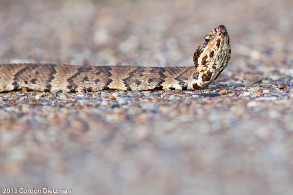Cottonmouth | Project Noah