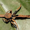 Tree Stump Spider | Project Noah
