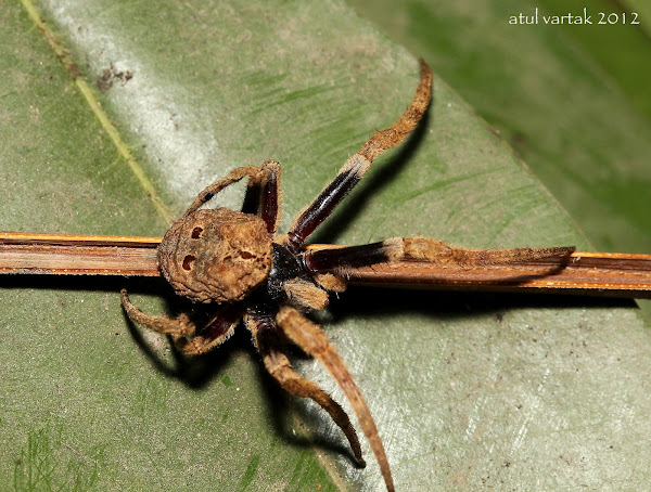 Tree Stump Spider | Project Noah