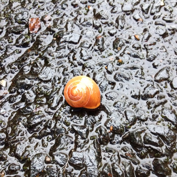 Snail | Project Noah