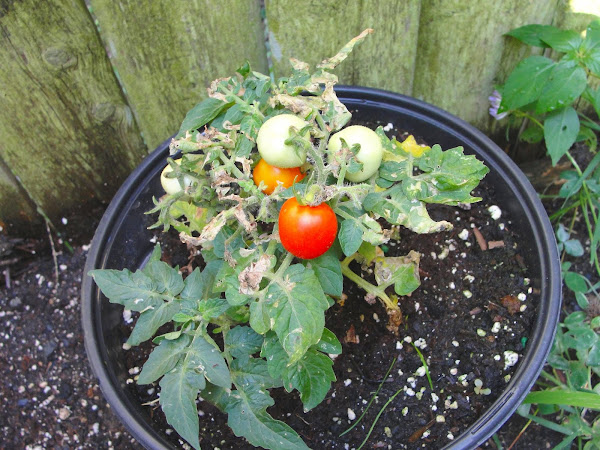 Micro Tom Tomato | Project Noah