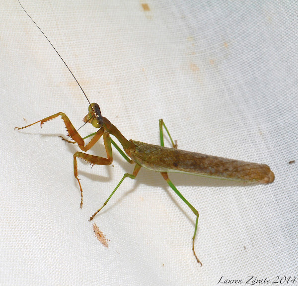 Mantid | Project Noah