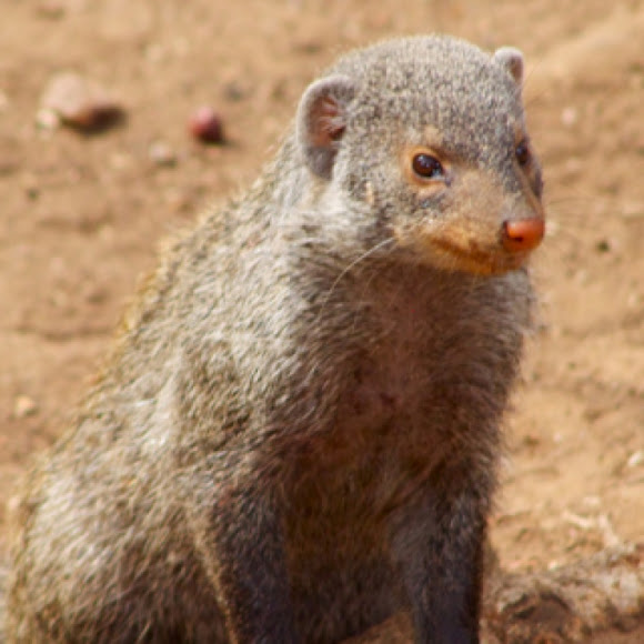 Banded mongoose | Project Noah