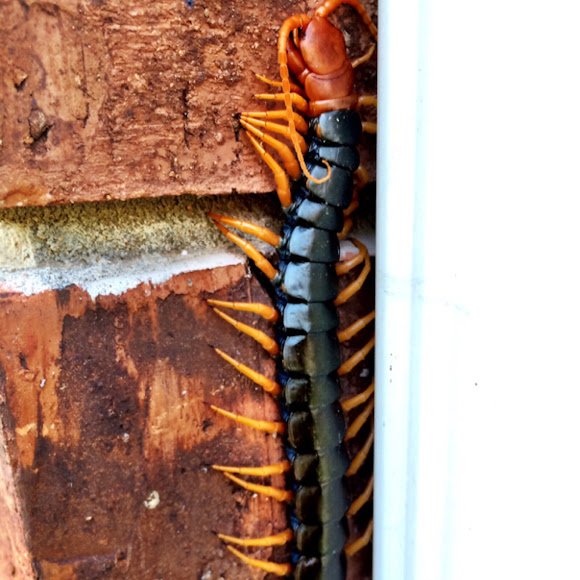 Giant redheaded centipede | Project Noah