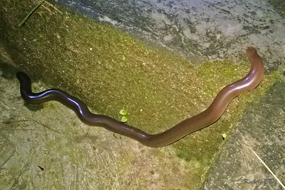 Diard’s Blind Snake | Project Noah