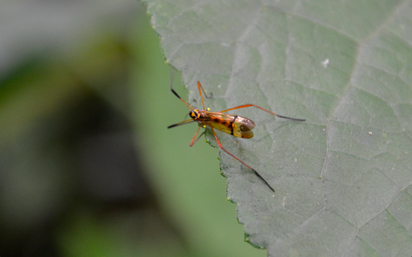 Zancudo | Project Noah