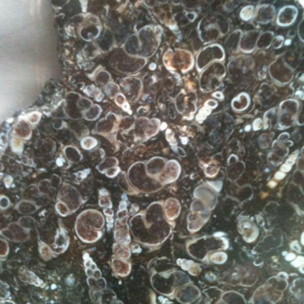 Spiral shell fossils | Project Noah