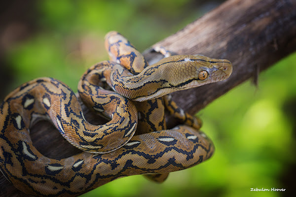 Reticulated Python | Project Noah