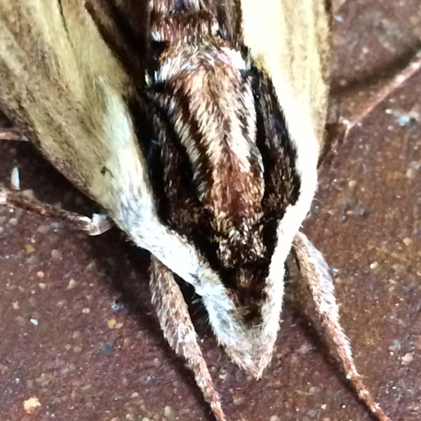 Fawn Sphinx | Project Noah