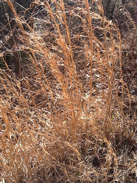Pampas grass | Project Noah