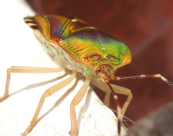 Mattiphus Shield Bug | Project Noah