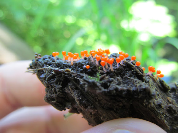 Hemitrichia | Project Noah