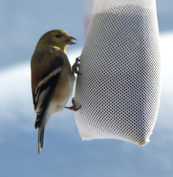 American Gold Finch | Project Noah