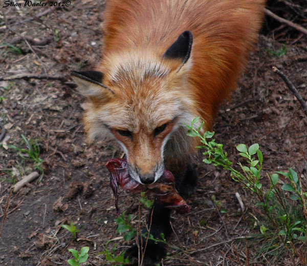 Red Fox | Project Noah