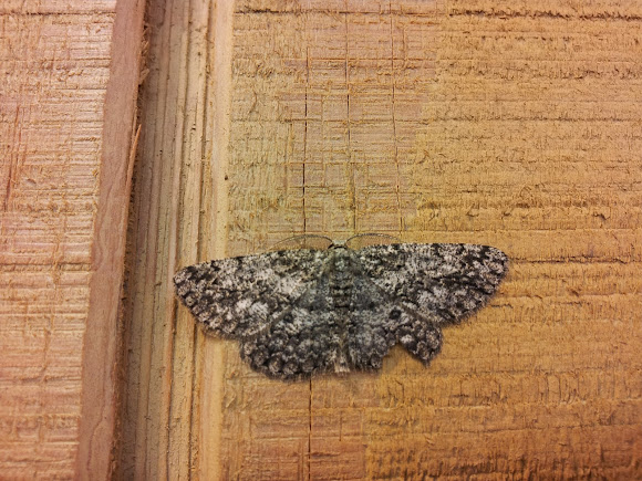 Umber Moth | Project Noah