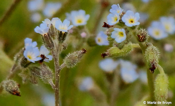 Wild Comfrey | Project Noah