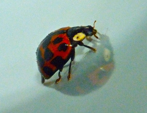 Japanese ladybug | Project Noah