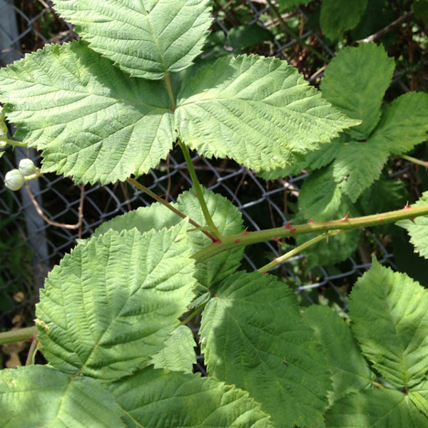 European Raspberry | Project Noah