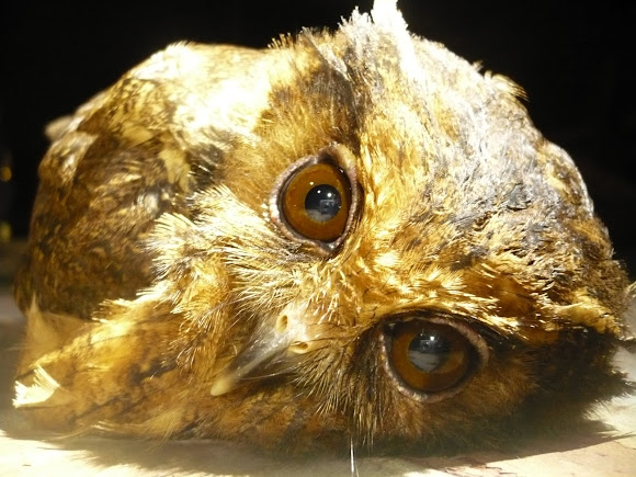 Búho (Autillo orejudo) | Project Noah