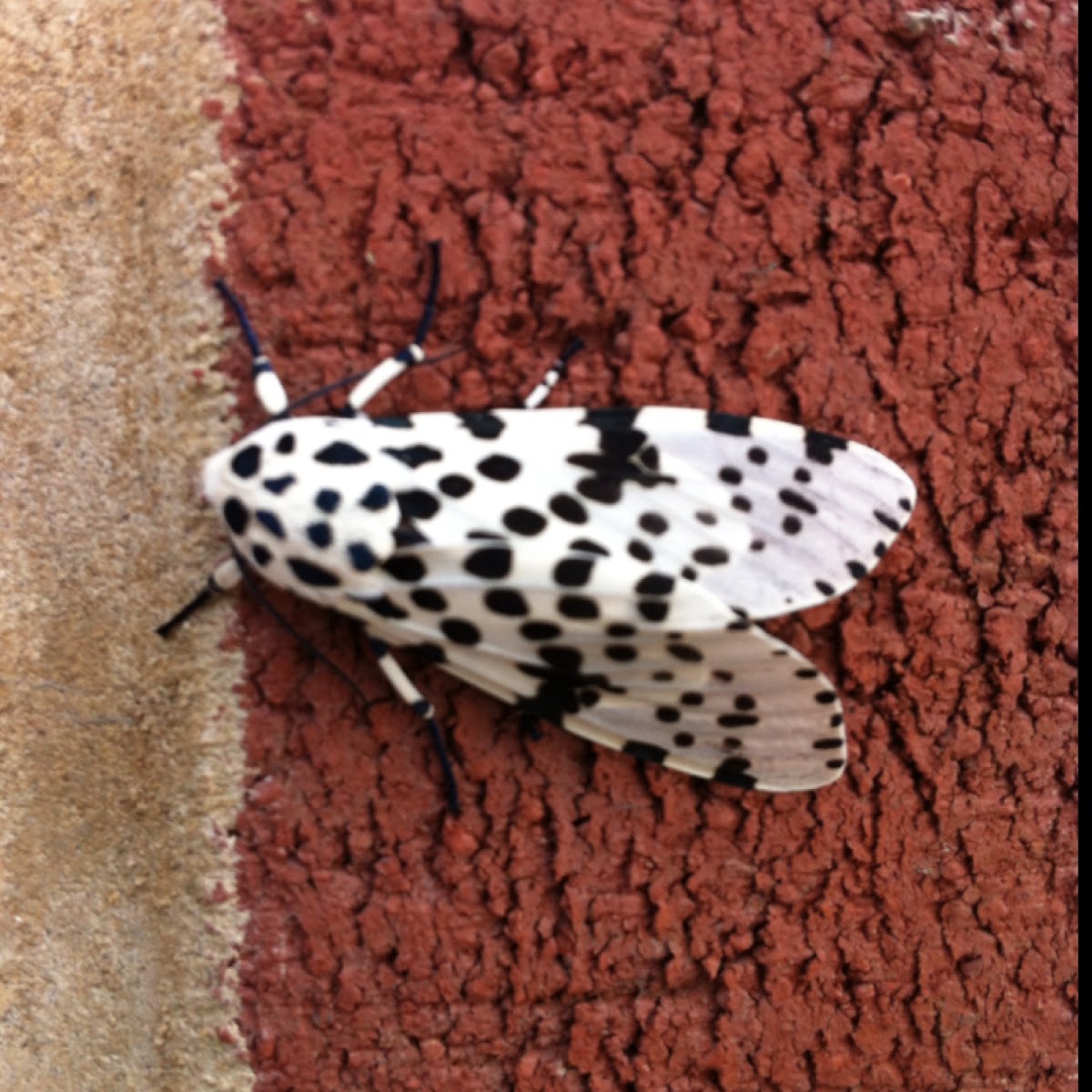 Leopard Moth | Project Noah