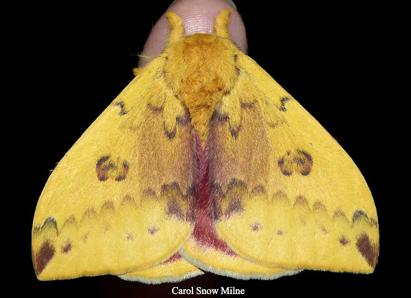 Io Moth (Male) | Project Noah