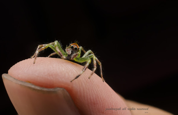 yellow lined epeus ♂ | Project Noah